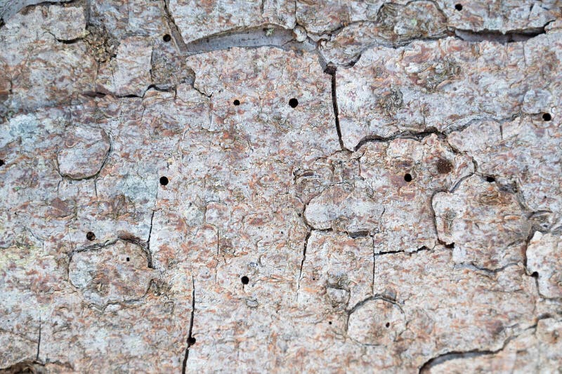 Tree Bark Infested with Bark Beetle, Galleries and Single Winding ...