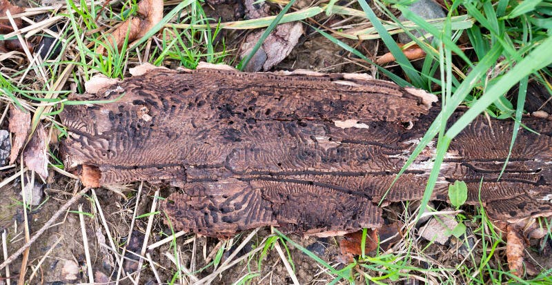 Tree Bark Infested with Bark Beetle, Galleries and Single Winding ...