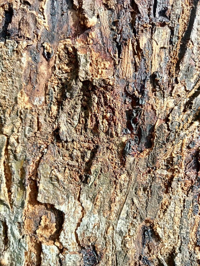 Tree Bark Injured by Human Activity Stock Image - Image of human, tree ...