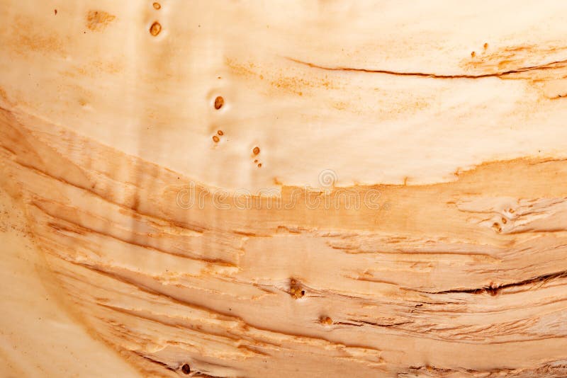 Inside bark detail stock photo. Image of detail, natural - 34158394
