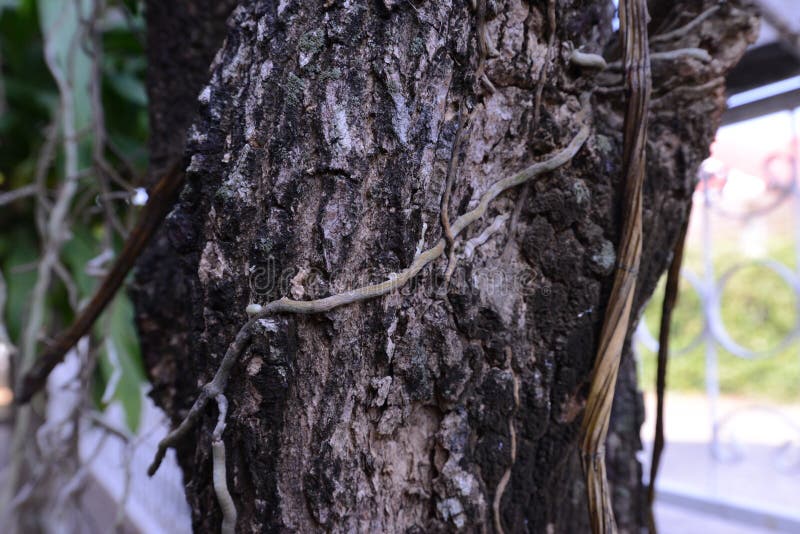 Bark stock photo. Image of flower, woodland, plant, animal - 210939644