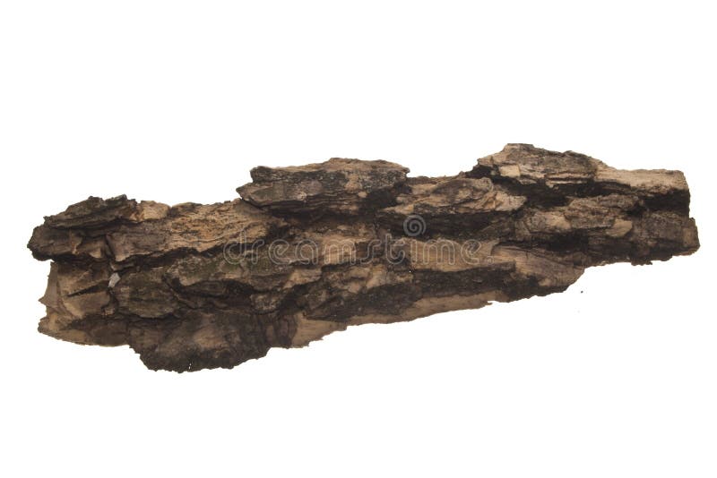 Tree Bark Isolated on White Background Stock Photo - Image of forest ...