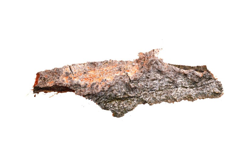 Tree Bark Isolated on White Background Stock Image - Image of dark ...