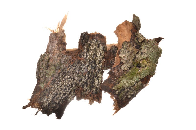Tree Bark Isolated on White Background Stock Image - Image of trunk ...