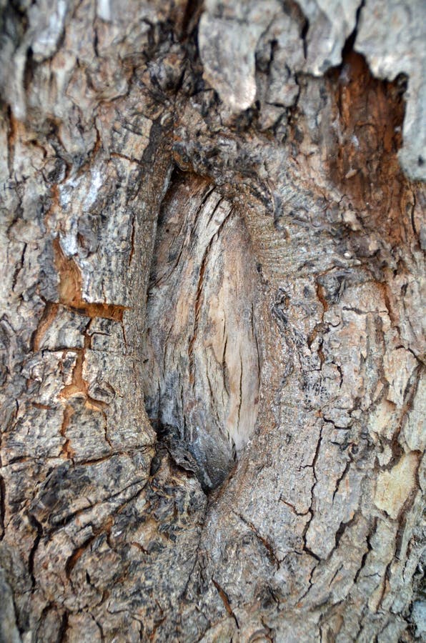 Tree bark with a knot stock photo. Image of forrest, wooden - 43332192