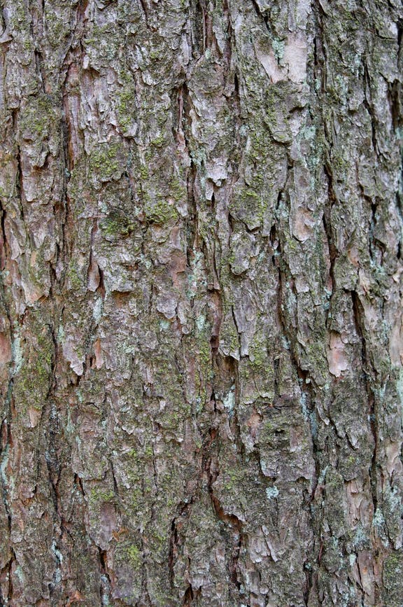 Tree Bark of the Larch (Larix). Background Stock Photo - Image of bark ...