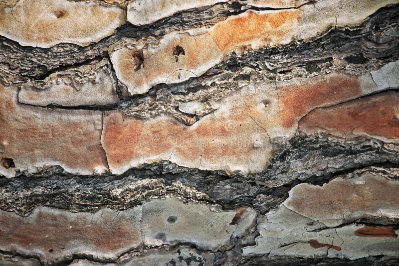 Closeup of tree bark stock image. Image of texture, macro - 207613737