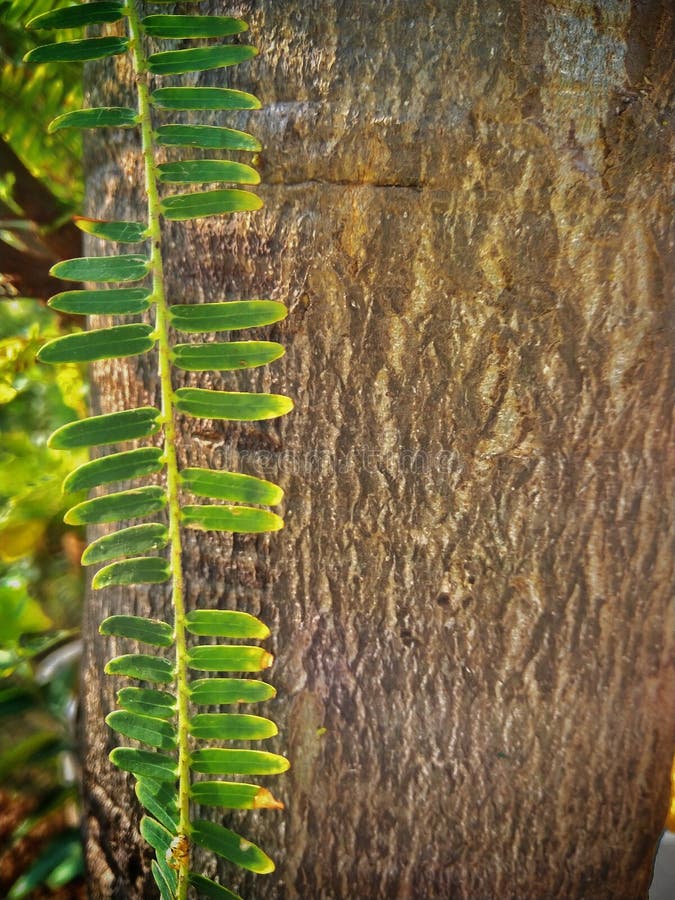 A tree bark with a leaf. stock image. Image of flower - 203556991