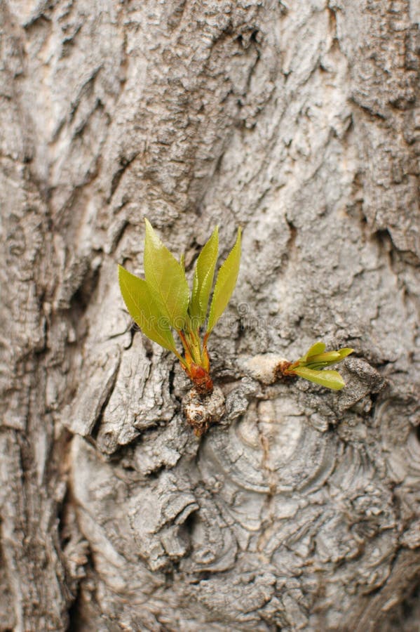 Tree Bark, Leaves Grow on Tree Bark, Texture Stock Photo - Image of ...