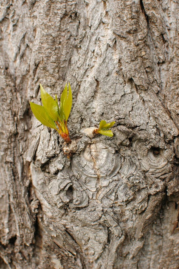Tree Bark, Leaves Grow on Tree Bark, Texture Stock Photo - Image of ...