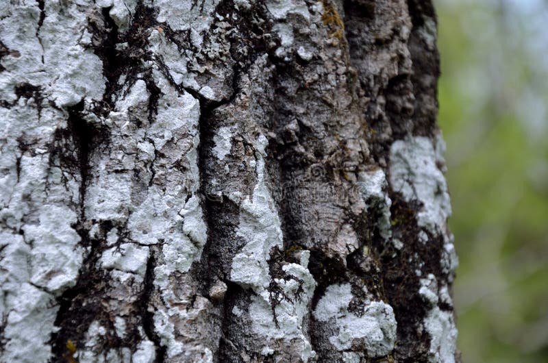 Long Lichens Hanging on a Tree. Stock Photo - Image of foliage ...