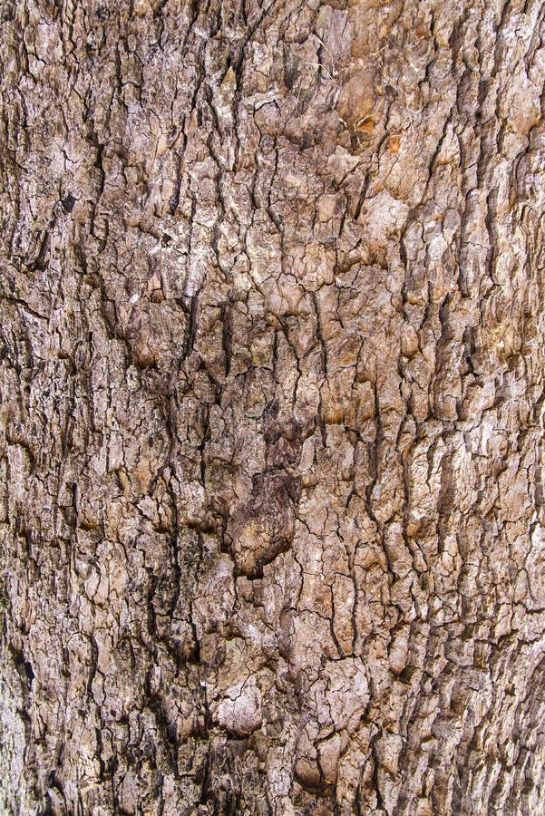 Tree bark. Life, lumber stock image. Image of sunrise - 136910049