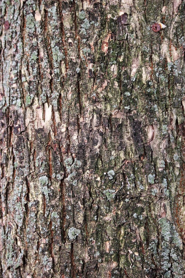 Tree bark. Life, lumber stock photo. Image of life, rough - 159093202