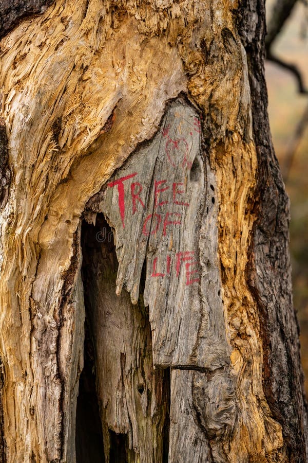 Tree Bark with Tree of Life Scribbled in Red Stock Image - Image of ...