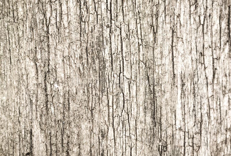 Tree bark light in color. stock image. Image of structure - 71515329