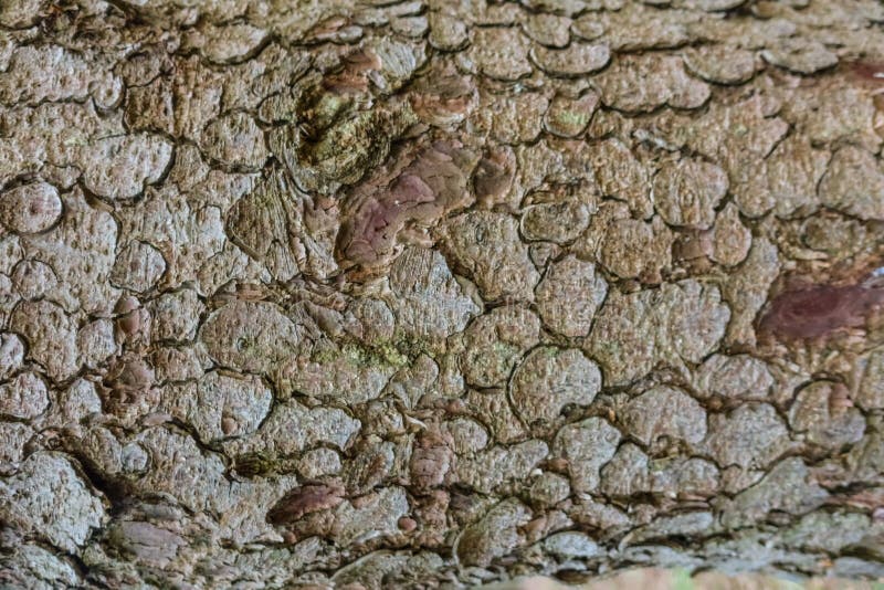 Tree Bark with Light Round Pieces Macro Stock Photo - Image of resource ...