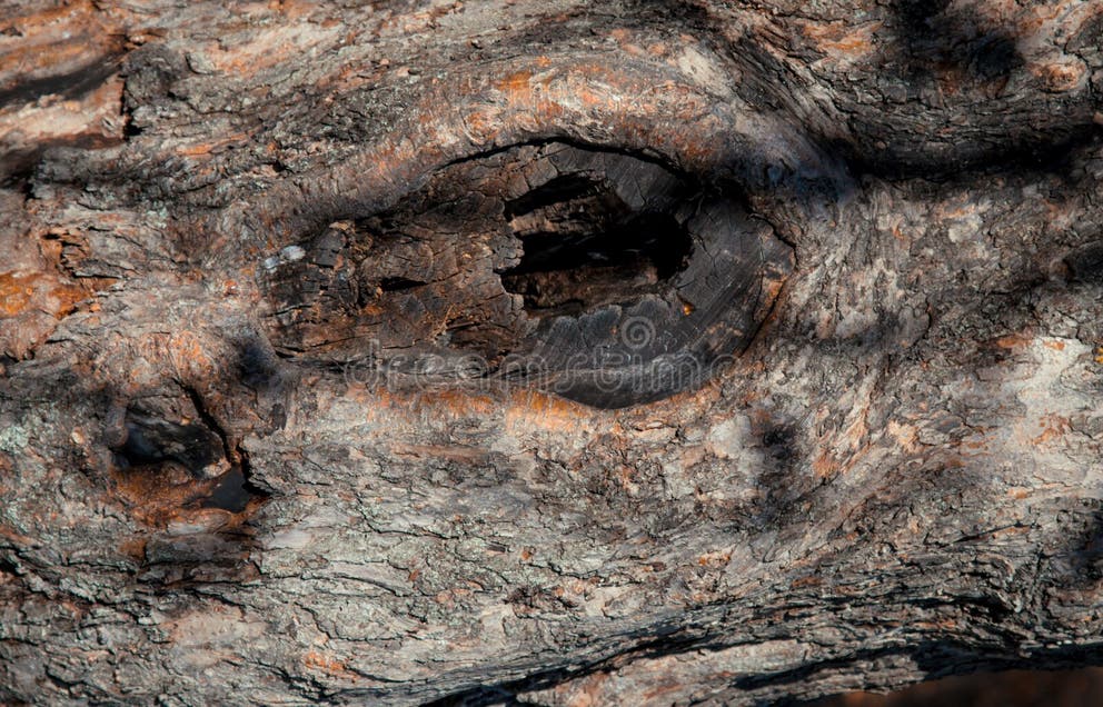 Tree Bark Like a Dinosaur Muzzle Stock Photo - Image of maple, macro ...