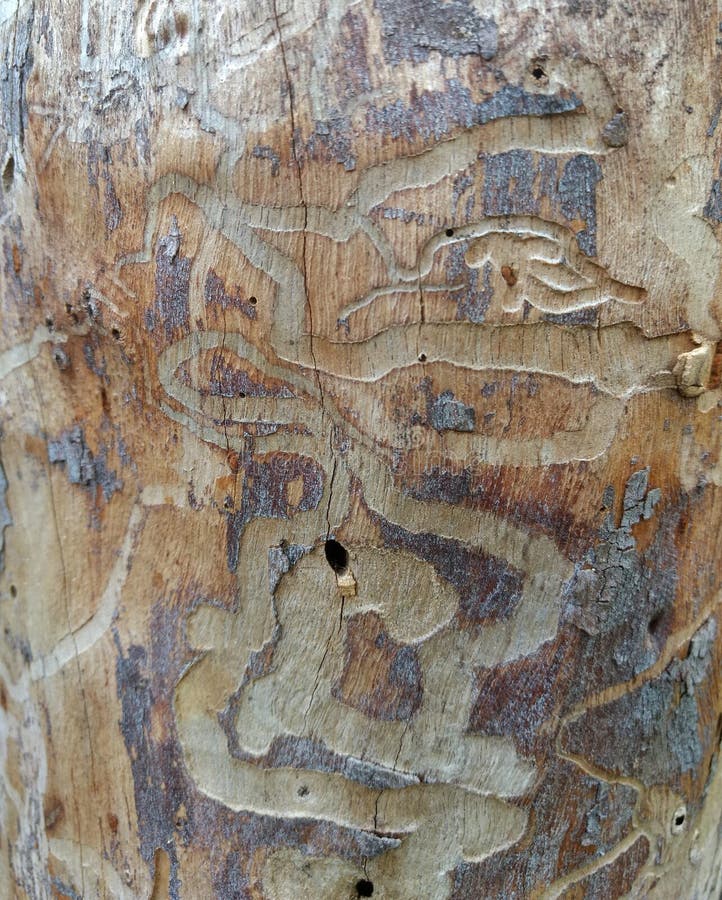 Tree Bark with Lines Ideal for Placing Text. Background Concept Stock ...