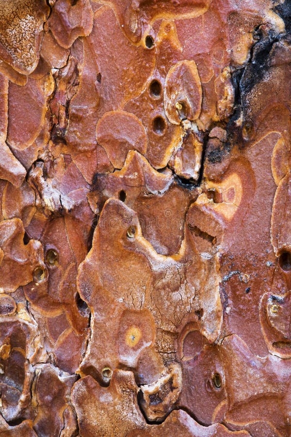 Tree Bark on a Lodgepole Pine Stock Image - Image of closeup, plant ...