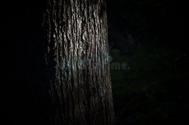 Tree Bark in low light stock image. Image of heath, branch - 89483049