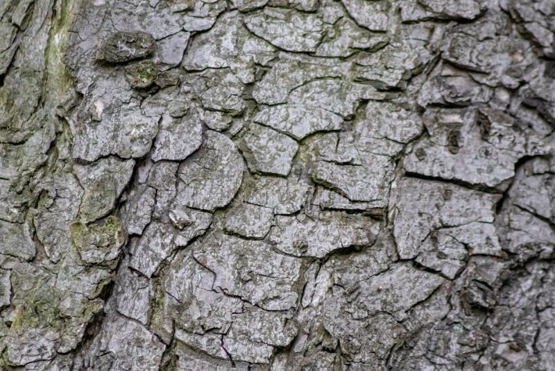 Tree Bark Macro with Fine Natural Structures and Rough Tree Bark As Natural and Ecological ...