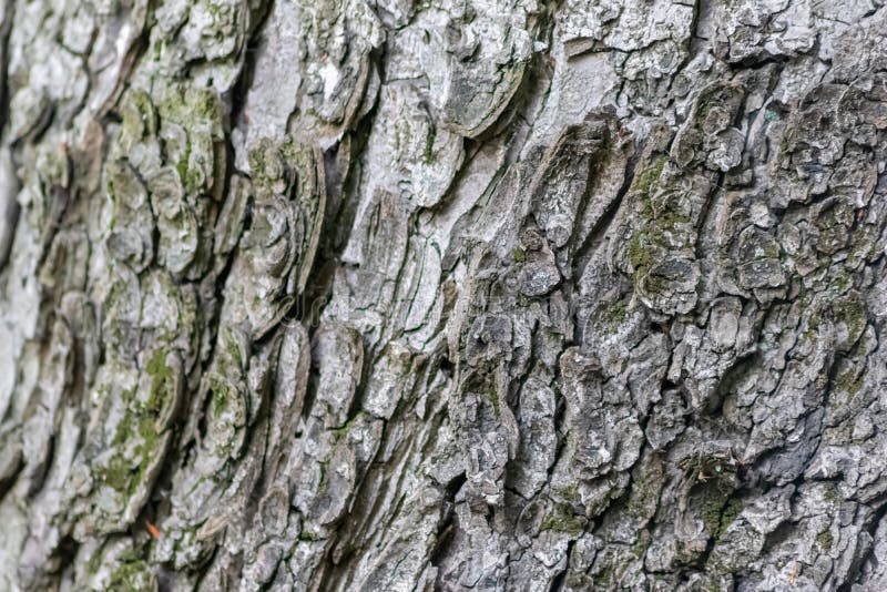 Tree Bark Macro with Fine Natural Structures and Rough Tree Bark As ...