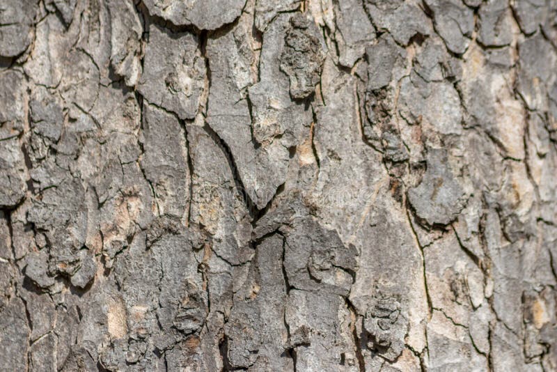 Tree Bark Macro with Fine Natural Structures and Rough Tree Bark As ...