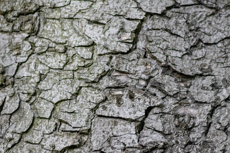 Tree Bark Macro with Fine Natural Structures and Rough Tree Bark As ...
