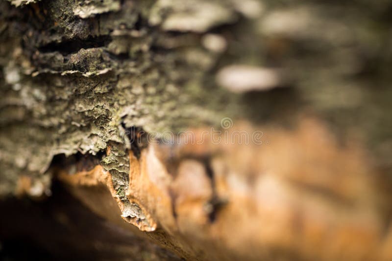 Tree bark macro stock image. Image of closeup, bark - 116887567
