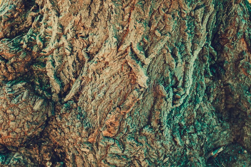 Old Cracked Creepy Mossy Tree Bark Cortex Texture with Green Plant ...