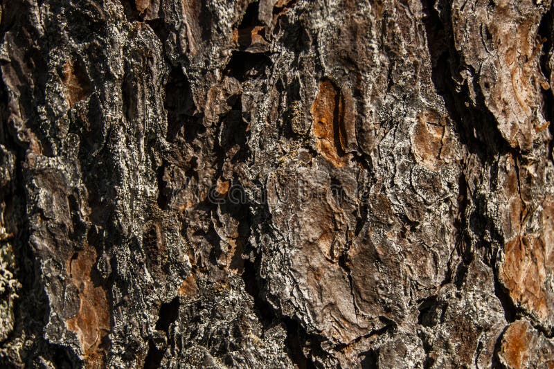 Tree bark. Macro shooting stock photo. Image of bark - 145857158