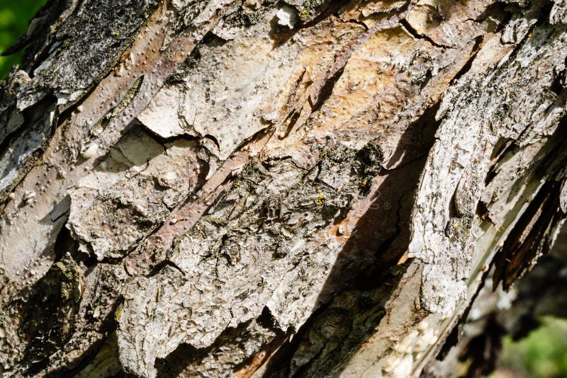 Tree bark macroshooting stock photo. Image of brown, natural - 54490968
