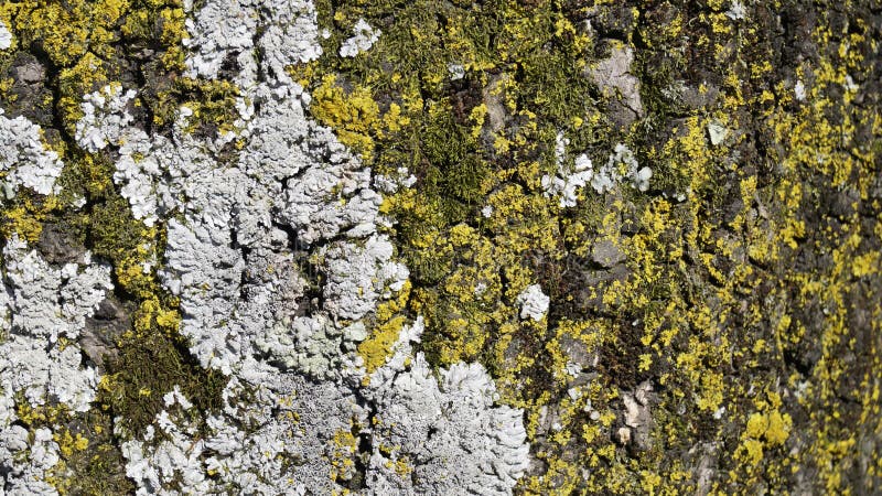 Tree Bark with Many Mold Texture Background Stock Photo - Image of mold ...