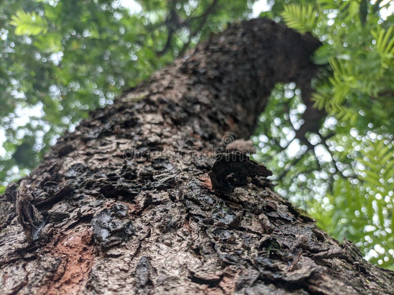 Tree Bark in the Middle of the Forest Stock Photo - Image of green ...