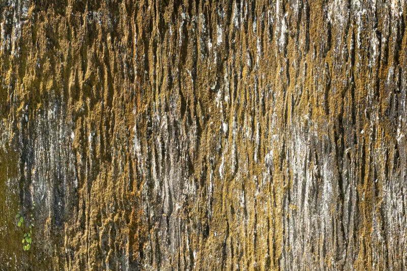 Tree Bark with Mold Grunge Texture Stock Image - Image of design ...