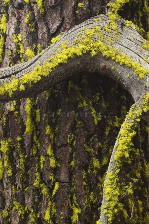 Tree Bark Moss stock photo. Image of fungus, forests - 22188278