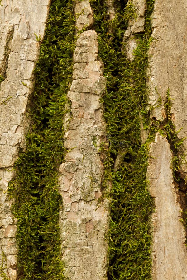 Tree Bark Moss stock photo. Image of wood, lichen, mossy - 24082814