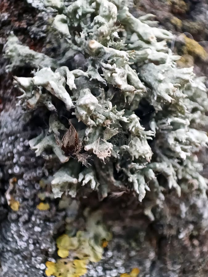 Tree Bark Moss Background Macro Forest Grey Texture Stock Photo - Image ...