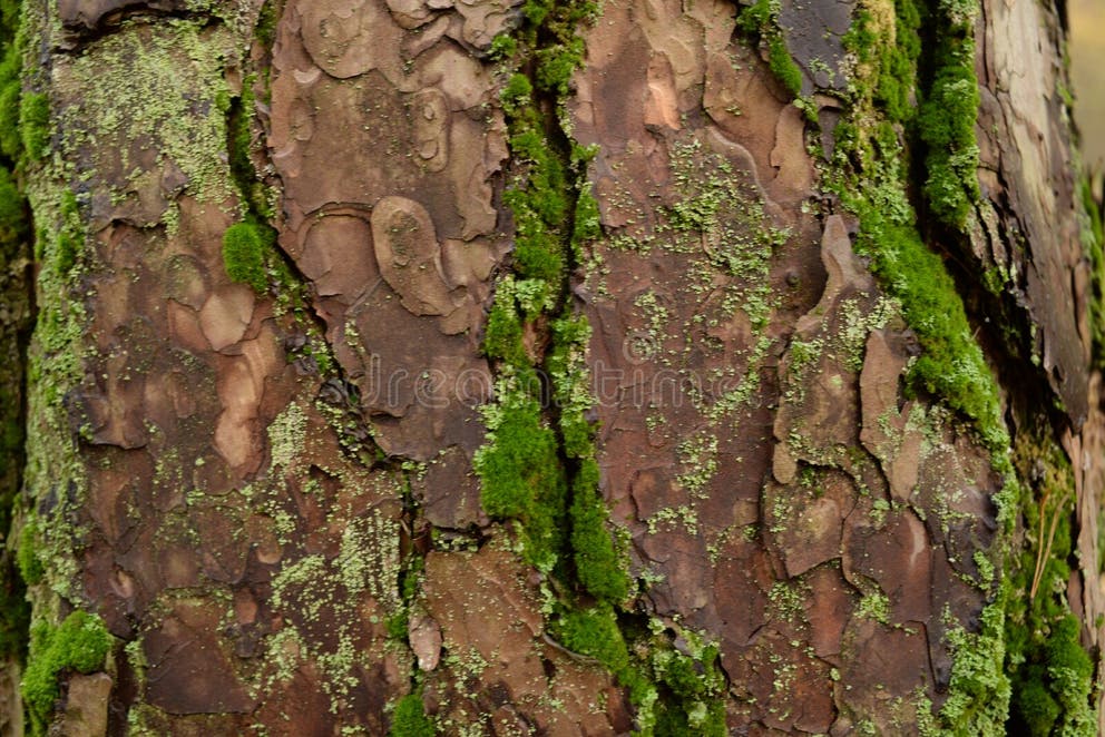 Tree Bark with Moss. Background Stock Image - Image of word, autumn ...