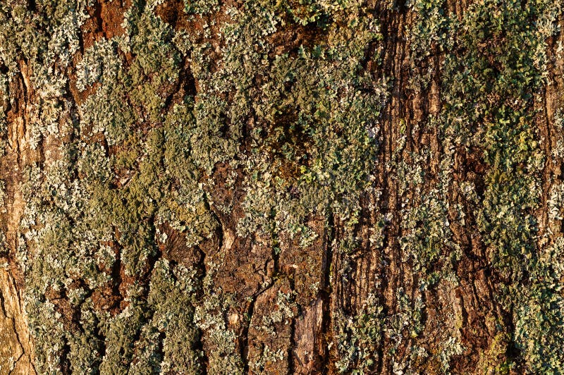 Tamarack tree bark stock image. Image of woodpecker, larch - 36857959