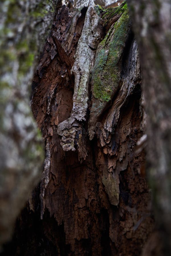 Tree bark with moss stock photo. Image of tree, centennial - 211497844