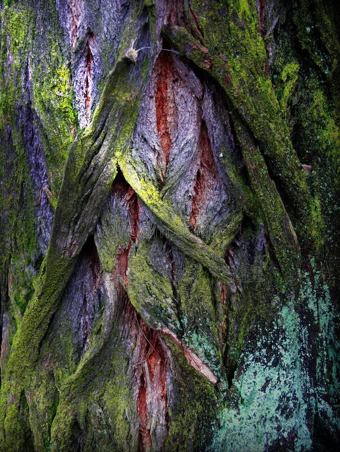 Tree bark stock image. Image of trunk, soil, leaf, covered - 206958245