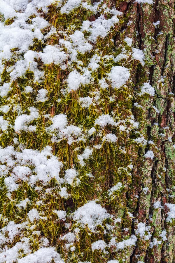 Tree Bark and Moss Covered with Snow. Texture, Weather Background Stock ...