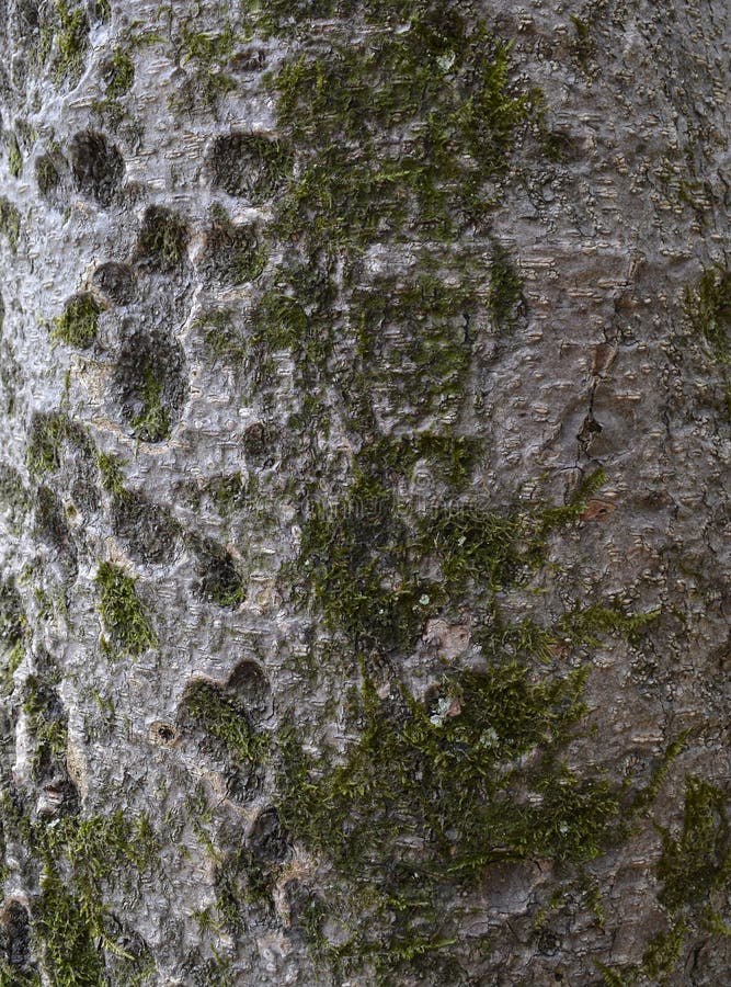 Tree bark moss mold stock image. Image of pine, moss - 134094837