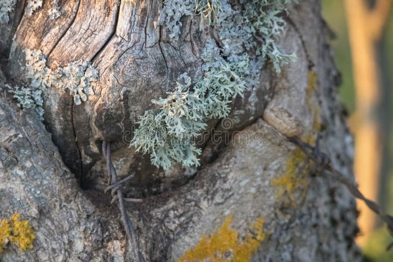 .tree Bark with Moss and Yellow Spots Stock Photo - Image of material, plant: 364437986