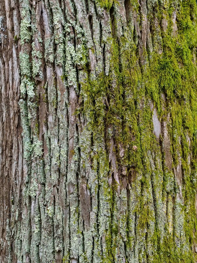 Tree bark with mosses stock image. Image of lumber, forest - 260644137