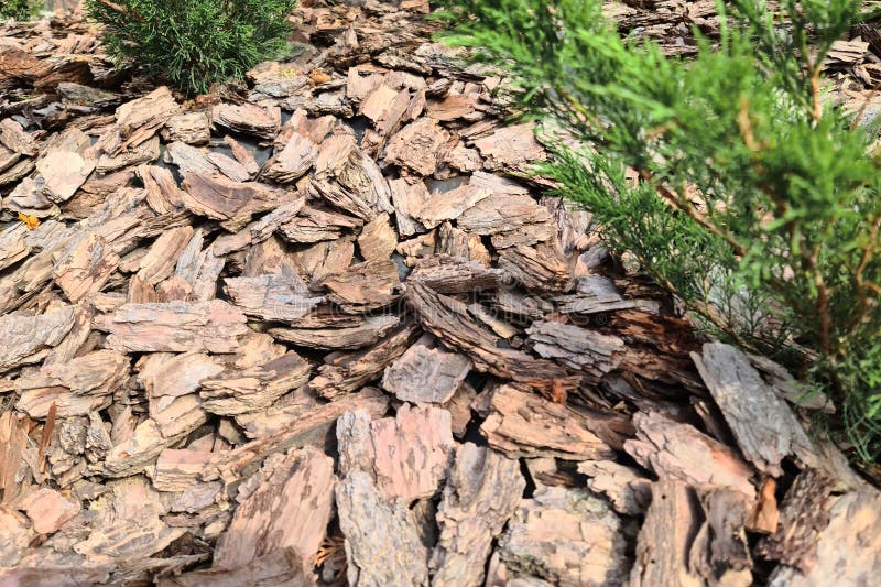 Tree Bark Mulch Laid Under Coniferous Bushes Used in Gardening Stock ...