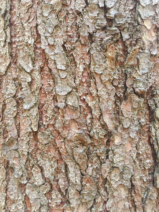 Tree bark mysterious style stock image. Image of wood - 102230101
