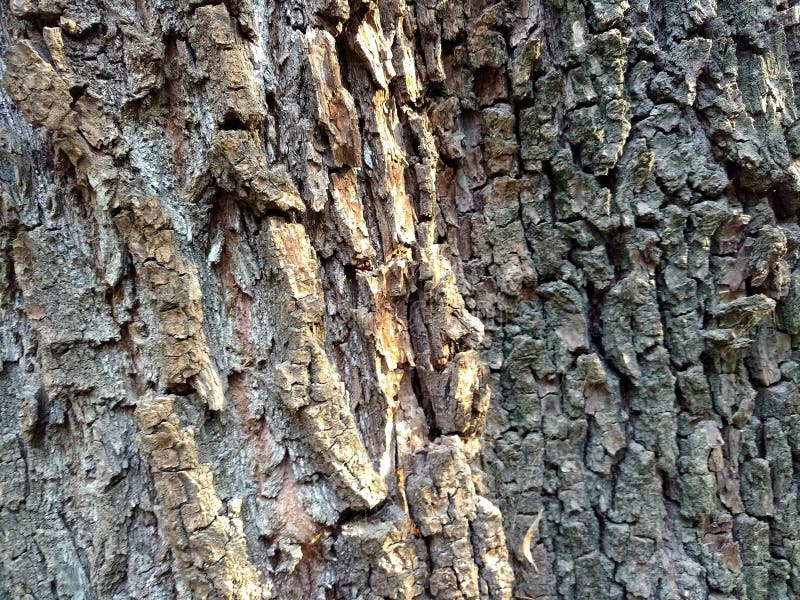 Tree Bark native forest stock photo. Image of autumn - 120076996
