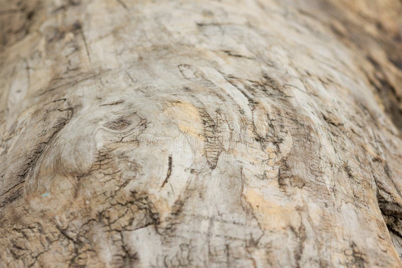 Tree without bark. stock photo. Image of lines, dramatic - 65505880